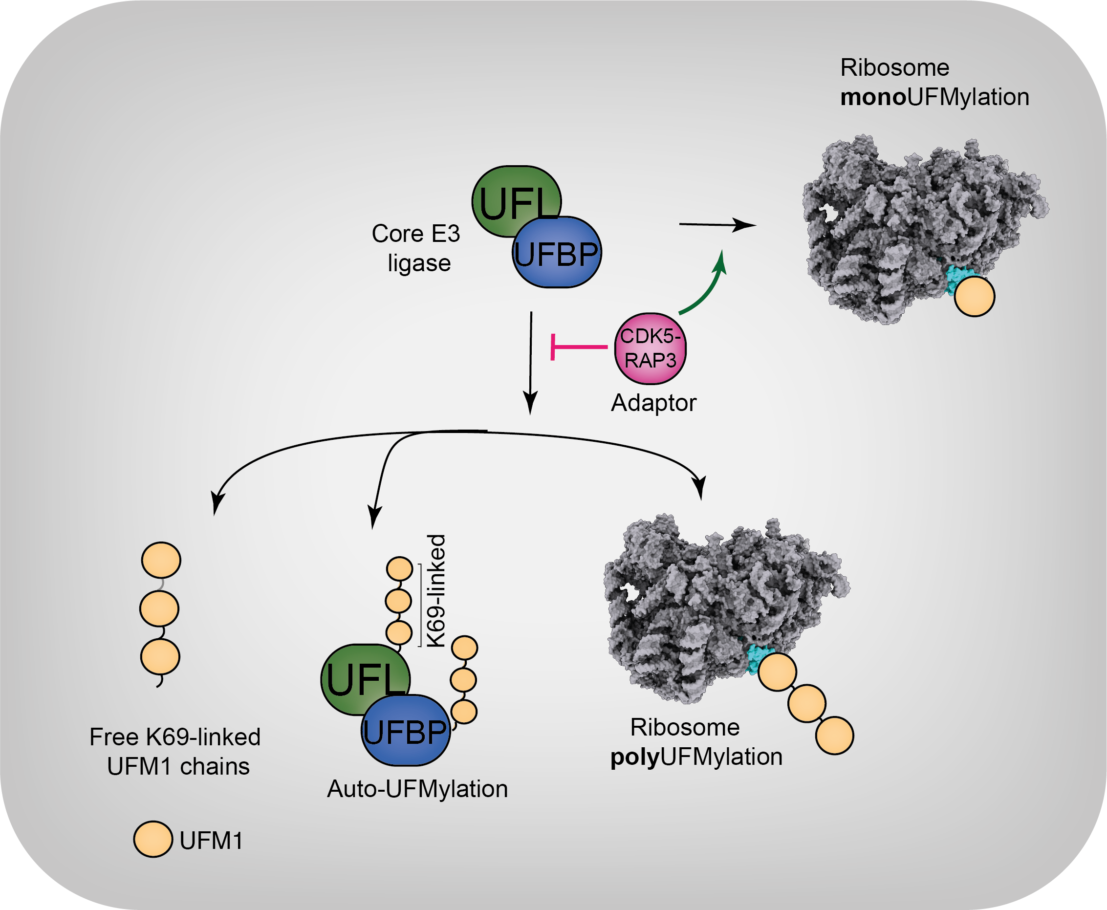 New work defines molecular players and principles of attaching UFM1 to ribosomes | MRC PPU